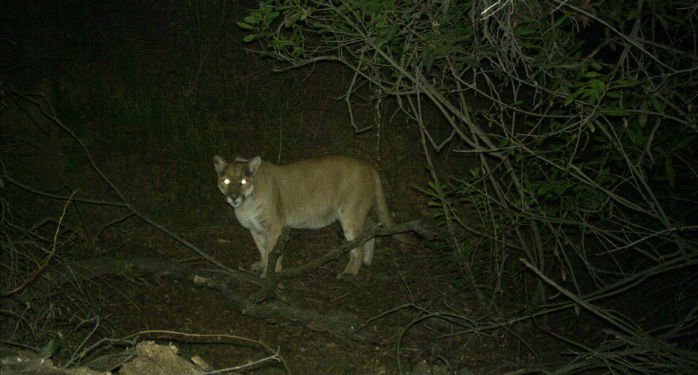 13 Best Trail Camera Reviews (2023 Game Cams)